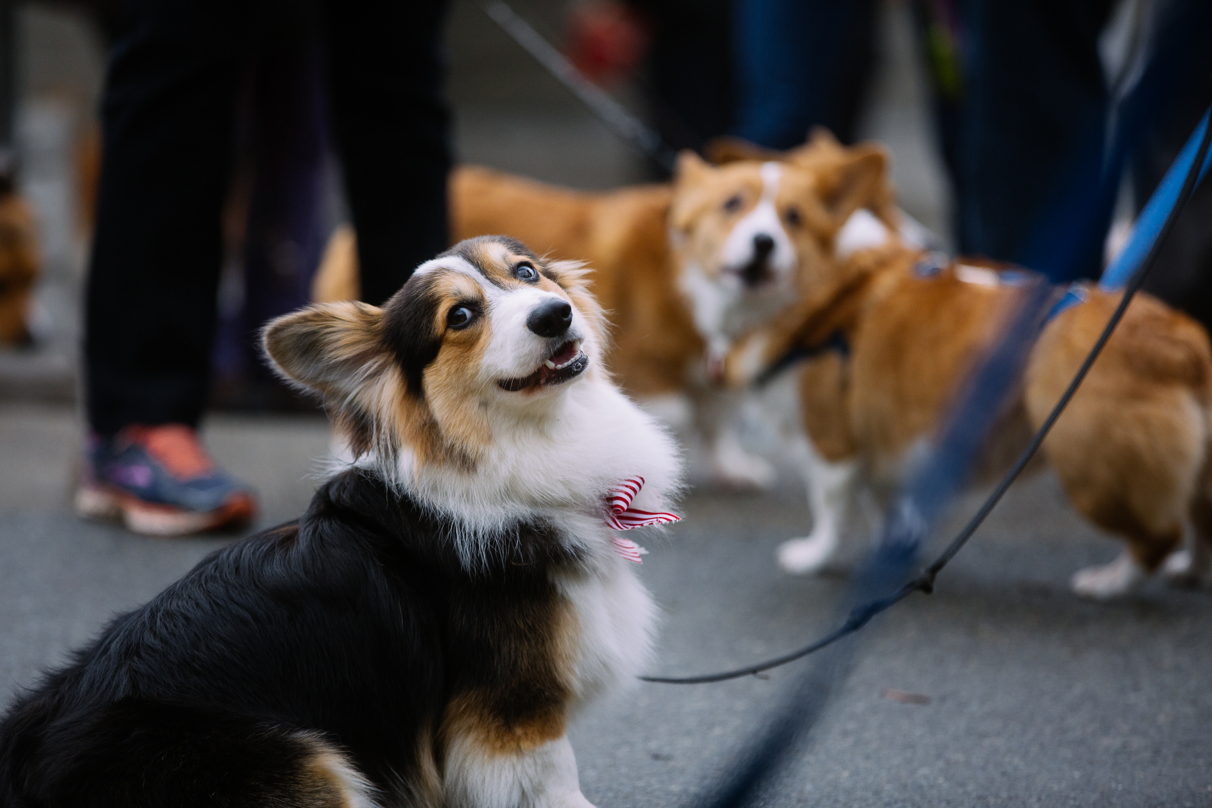 So many corgis at the Green Lake Corgi Walk | Seattle Refined