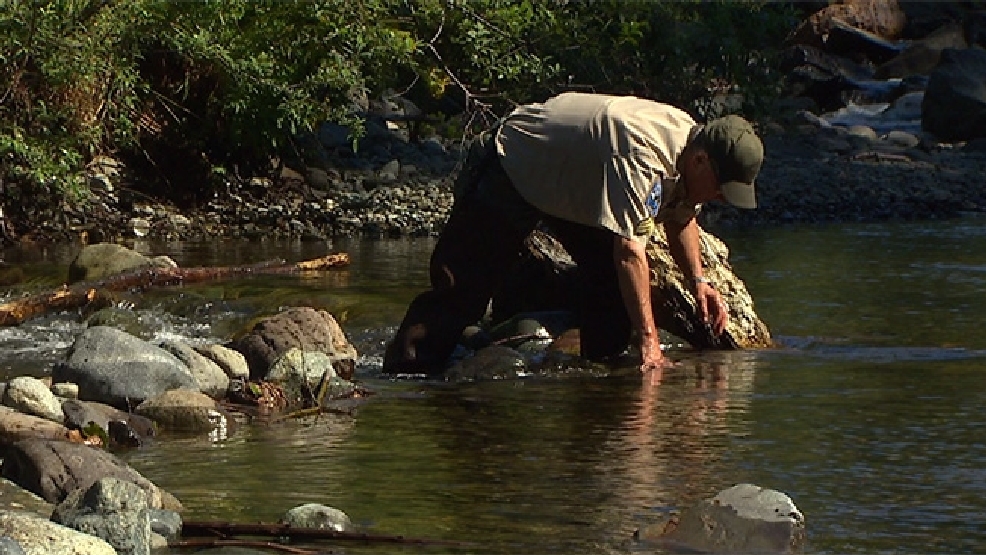 Some man-made rock dams being removed from area rivers | KOMO