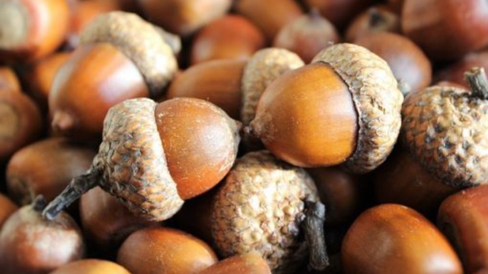 Virginia forestry officials seek acorn donations | WSET