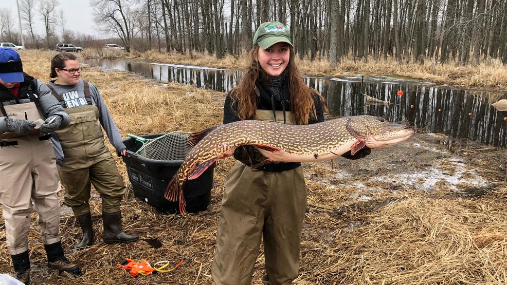 Northern Pike spawning run underway at Suamico wetlands site | WLUK