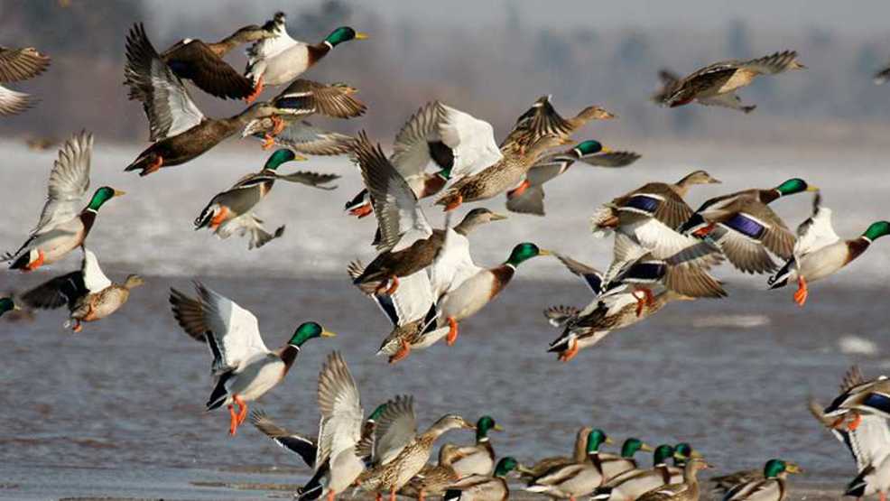 2019 North American waterfowl survey released | WTVC
