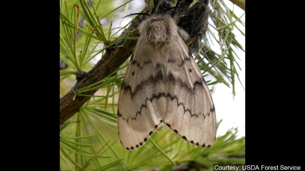 Gypsy moth attacks on Michigan trees expected this summer | WPBN