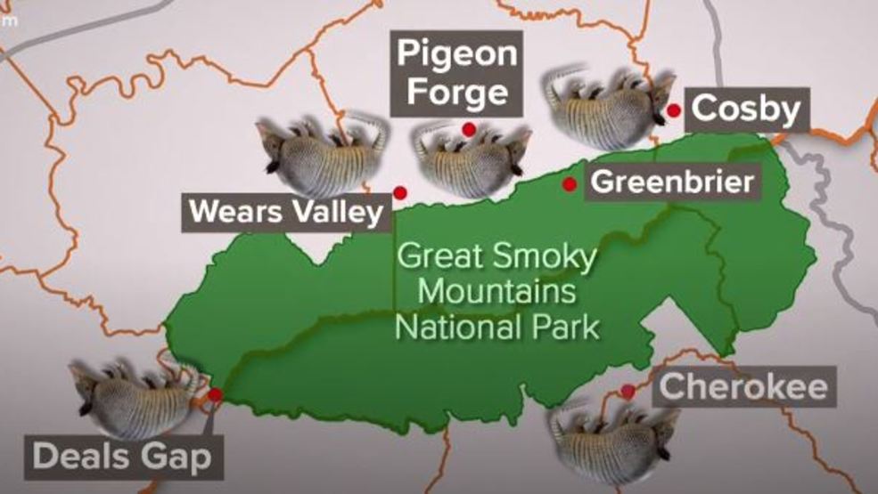 Armadillos come to the Smokies and the population is growing | WCYB