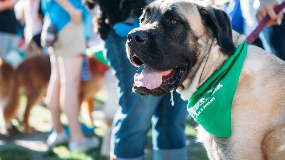 Photos: Dogs being dogs | Seattle Refined