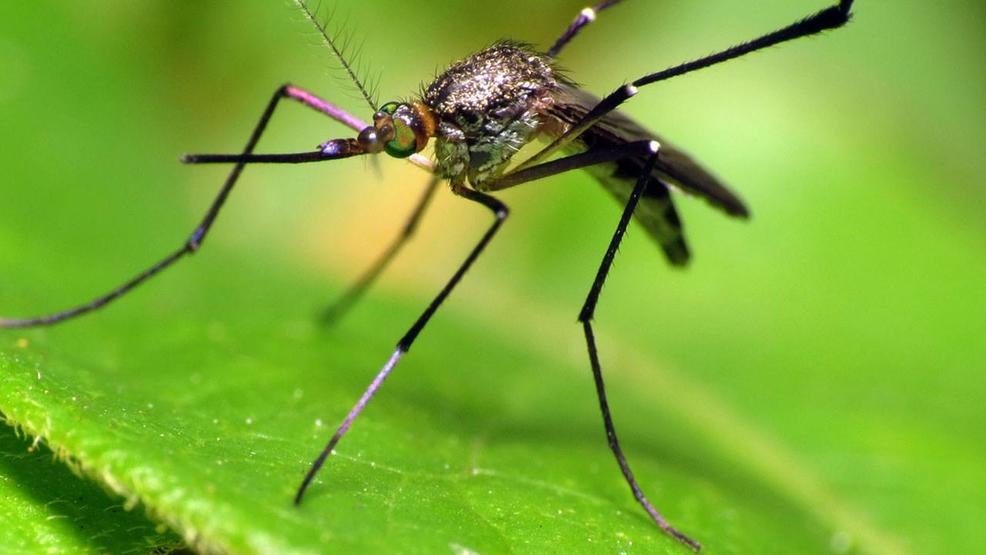 Weather delays Cicero Swamp mosquito spraying | WSTM
